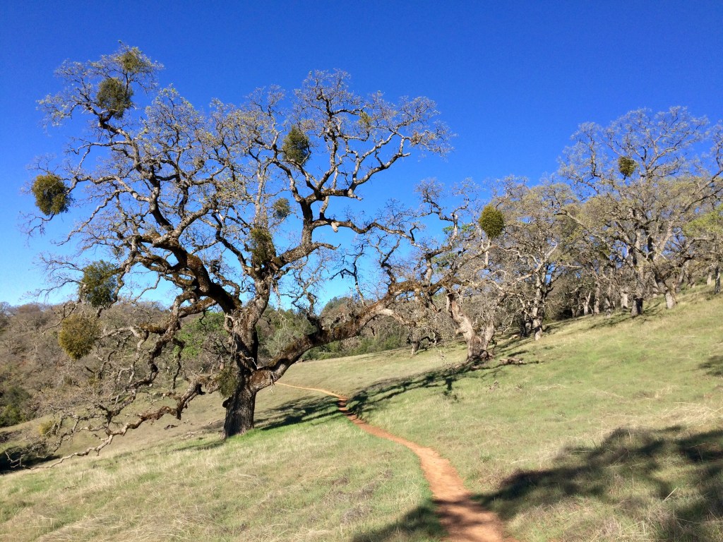 Mississippi Lake – Henry Coe State Park (24 mile trek) – Backpackers Review