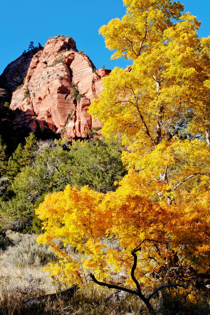 Zion Traverse – Zion National Park (51 mile point-to-point ...